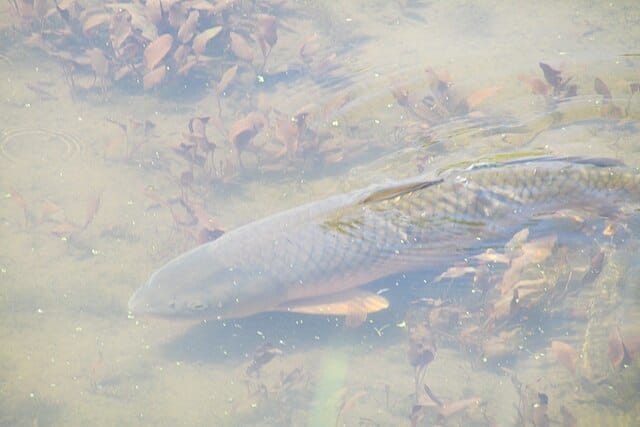 Arkansas Fish Guide: Part 2 - Only In Arkansas