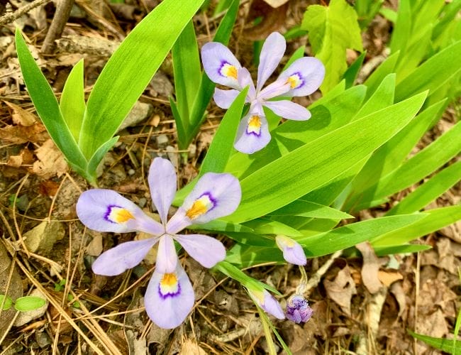Early Signs of Spring on Arkansas Trails - Only In Arkansas